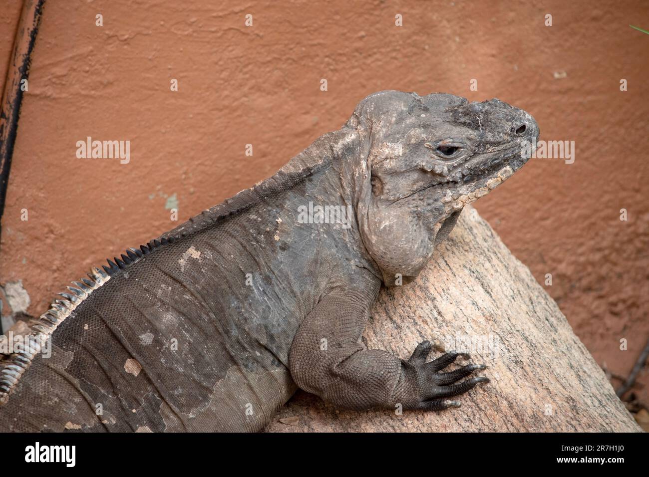 the rhinoceros iguana a large-bodied, heavy-headed lizard with strong ...