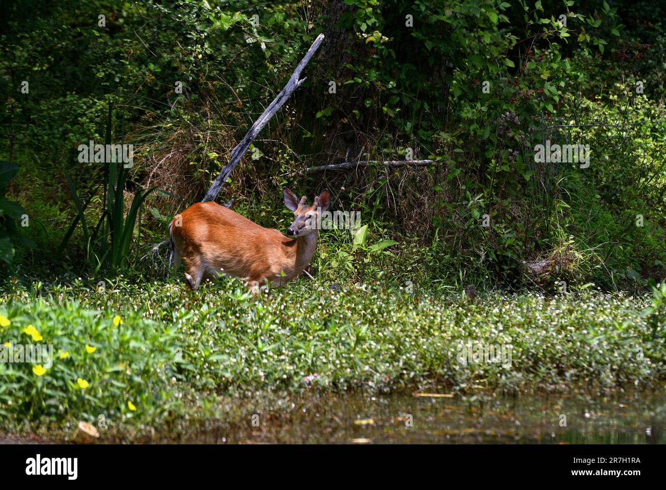 Juvenile male deer feed in shallow water Stock Photo - Alamy