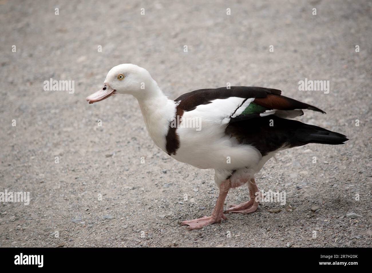 The Radjah Shelduck is white with a chestnut band across its chest. Its ...