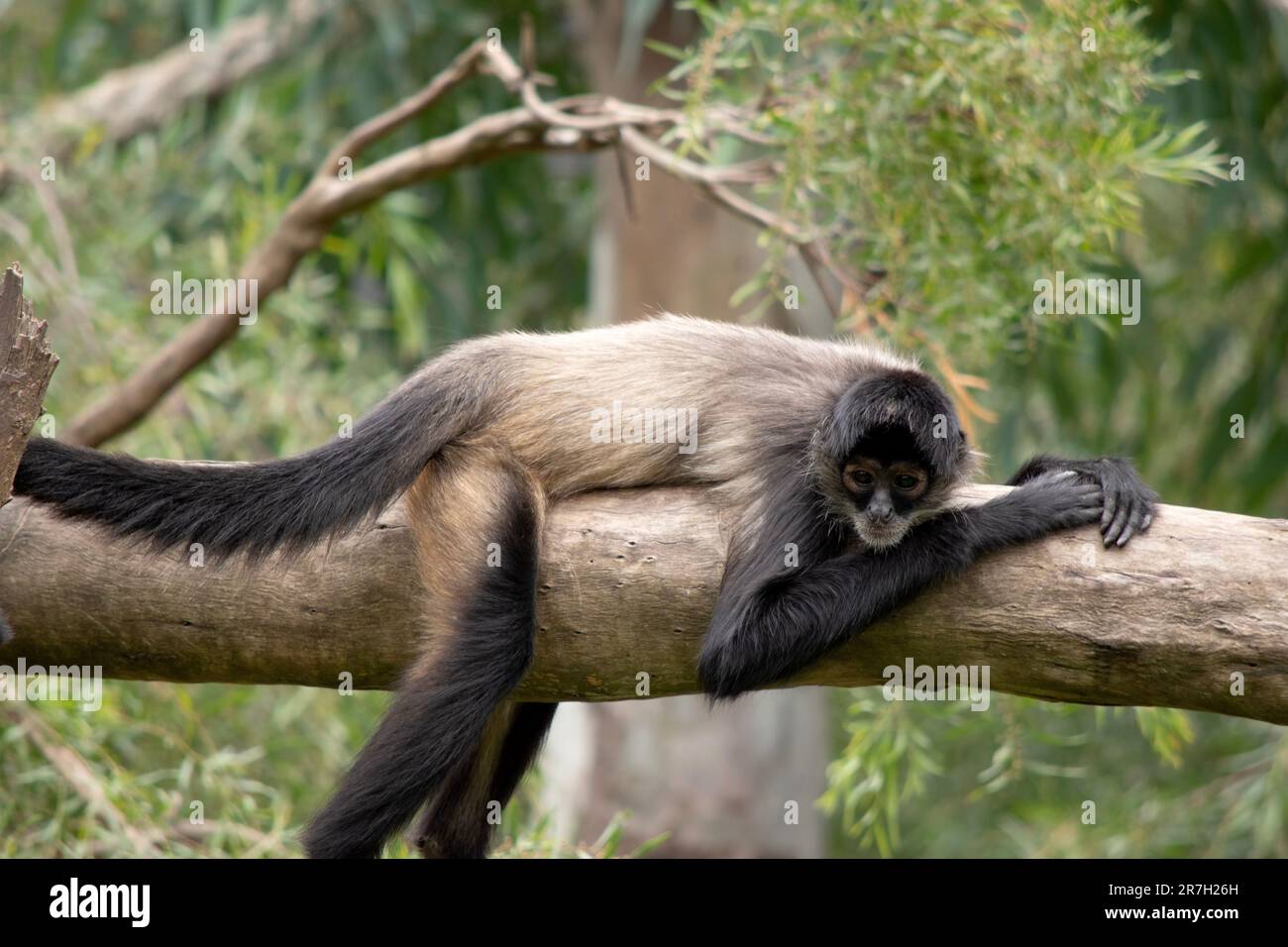 The spider monkey has thumbless hands, this lanky potbellied primate ...