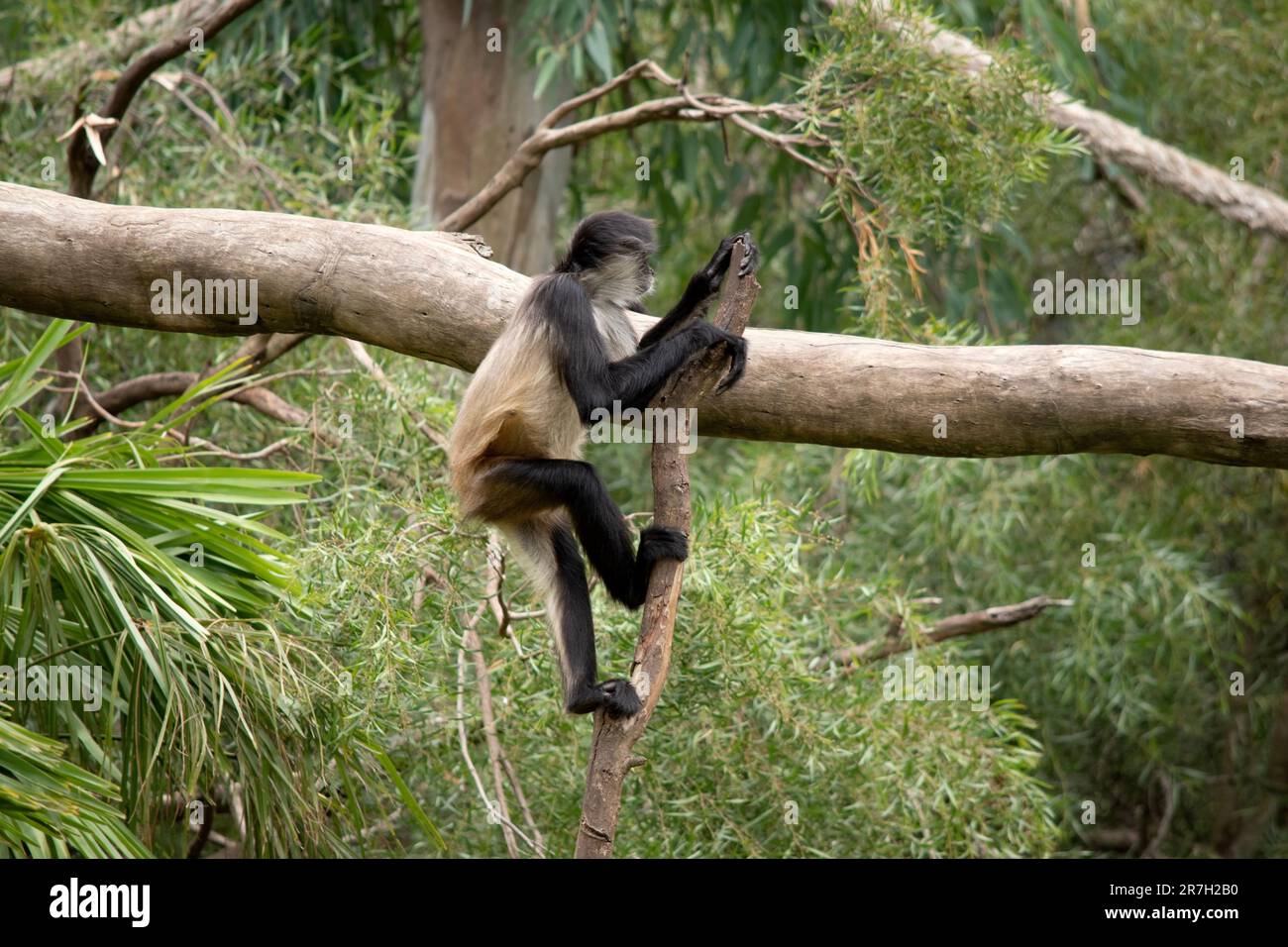 The spider monkey has thumbless hands, this lanky potbellied primate ...