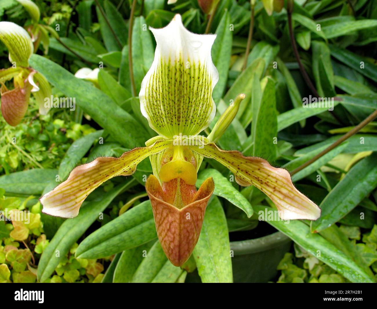 Giant green orchid (family: Orchidaceae Stock Photo - Alamy