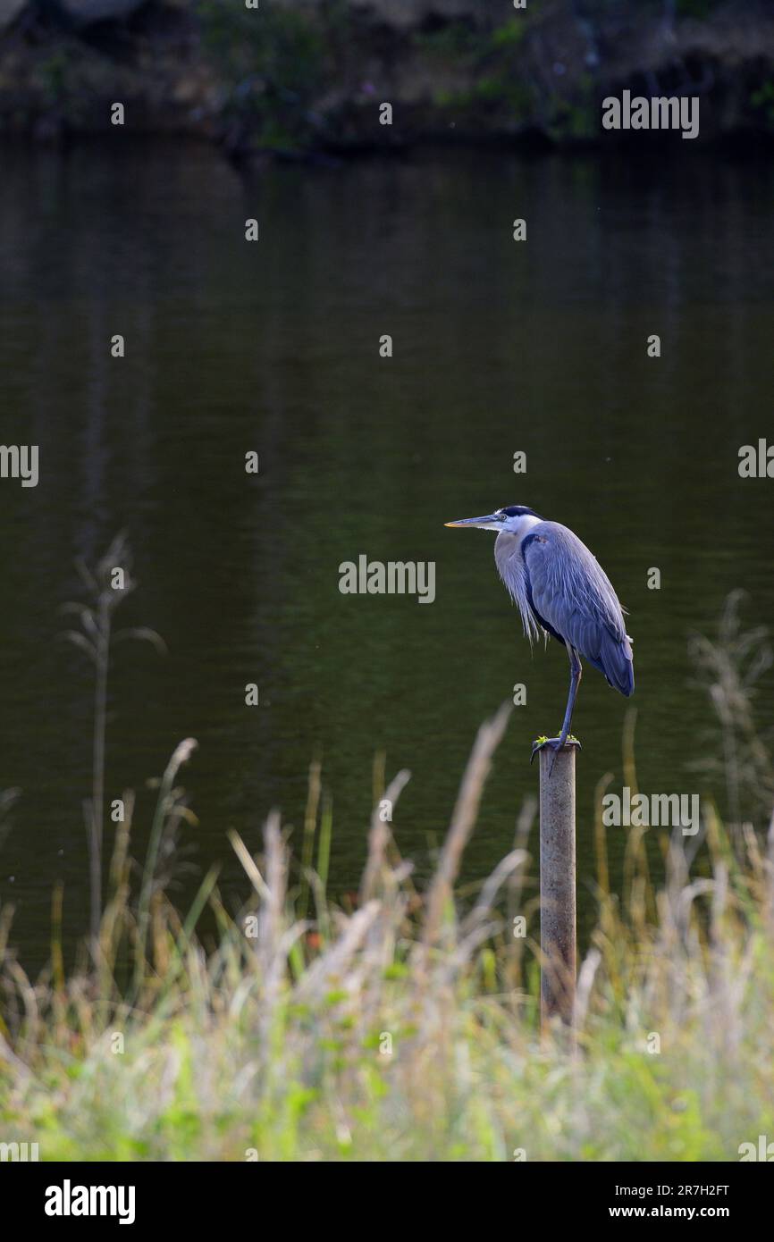 Great Blue Heron hunting fish at lake Stock Photo - Alamy