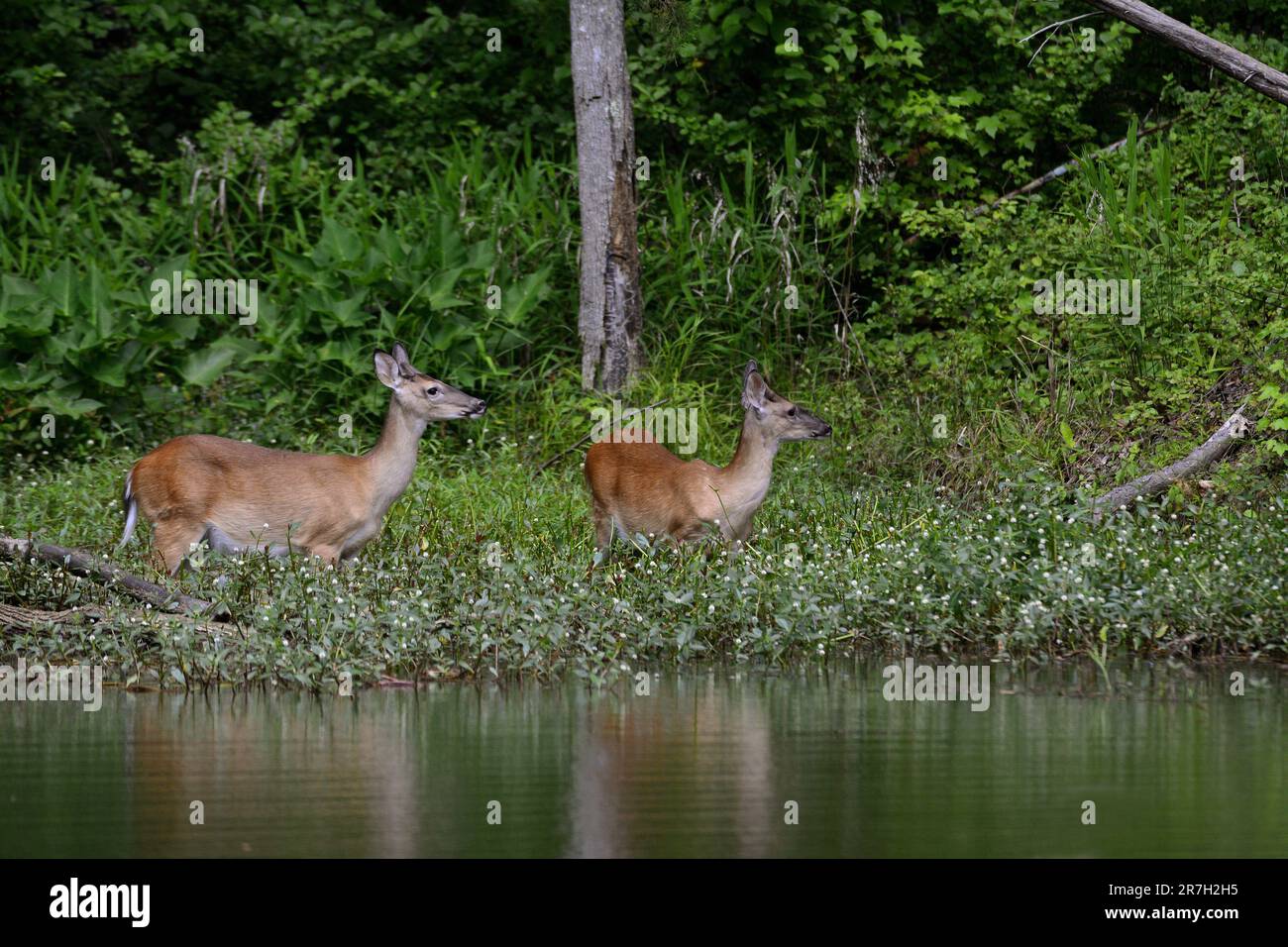 Whitetail deer feeding in shallow water Stock Photo - Alamy