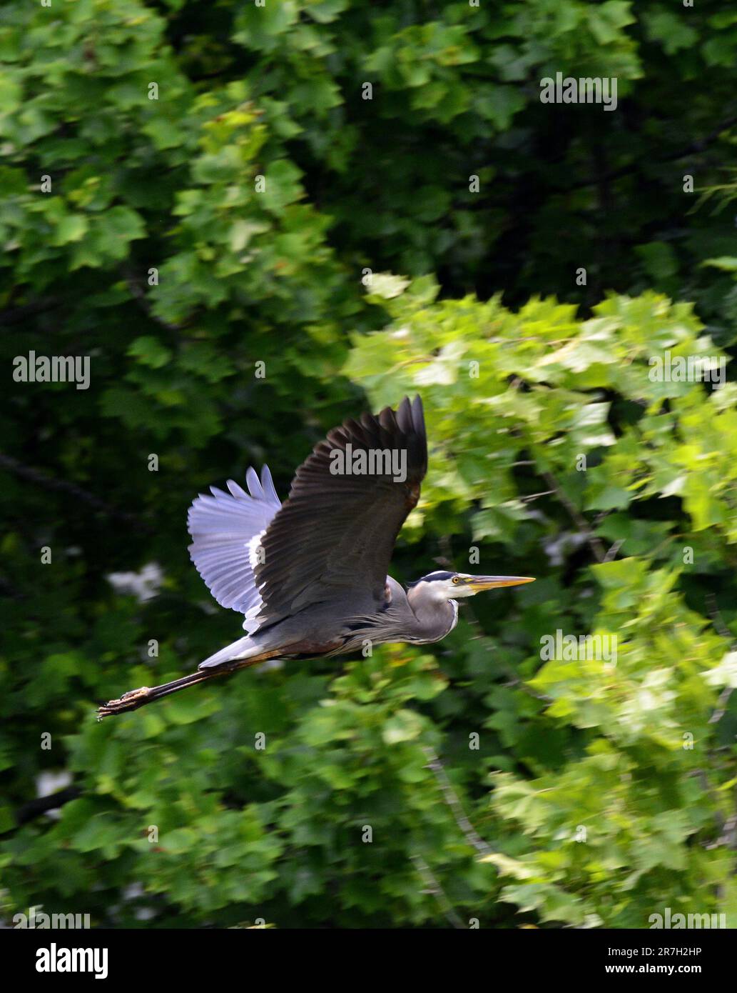 Great Blue Heron in flight Stock Photo - Alamy