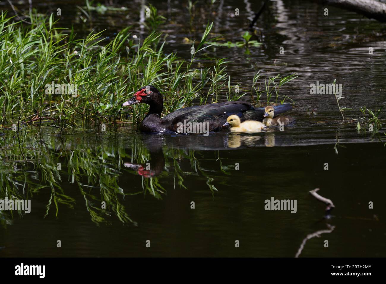 Mother duck guiding baby ducklings in water Stock Photo - Alamy