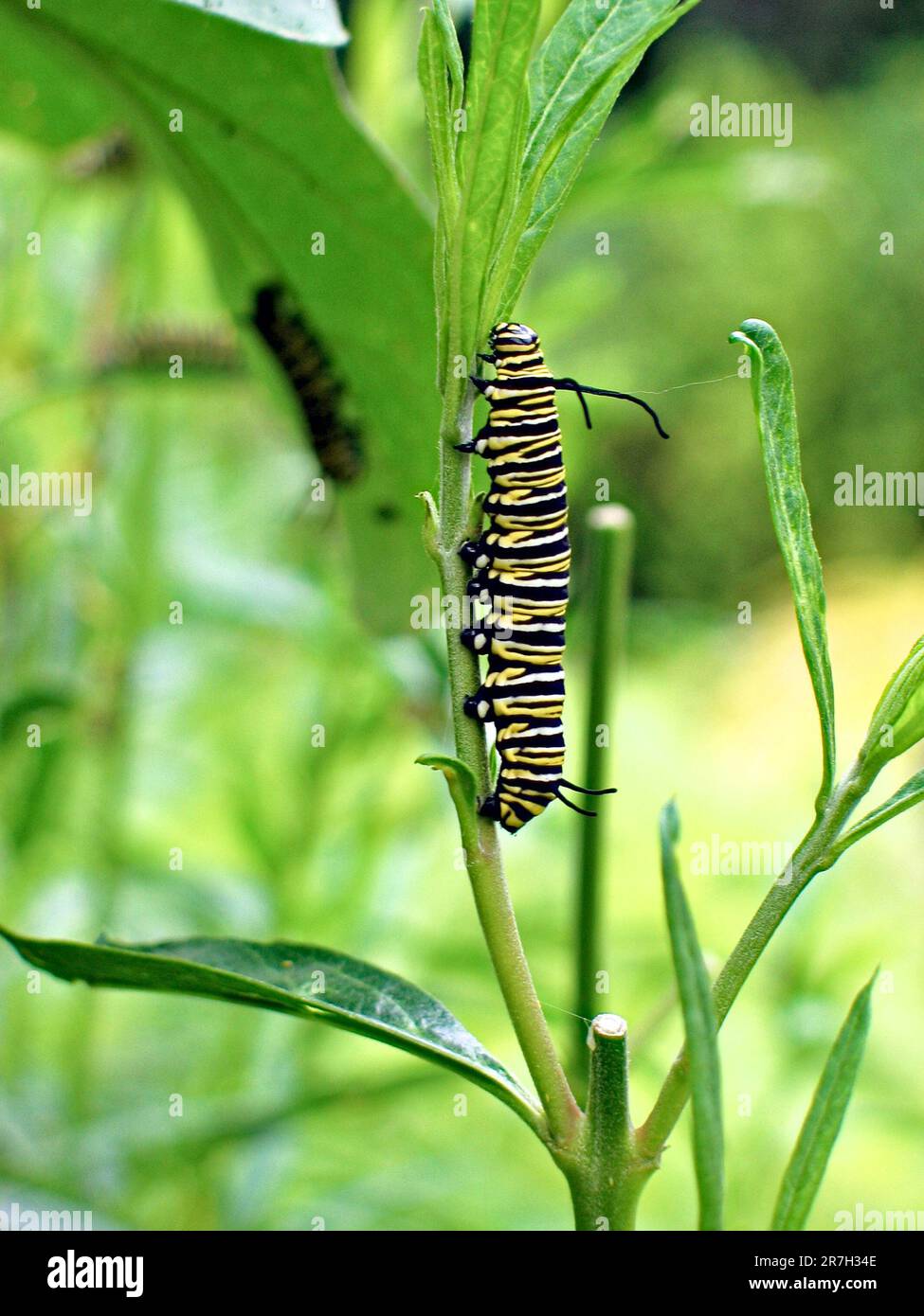 Monarch butterfly caterpillar (Danaus plexippus Stock Photo - Alamy