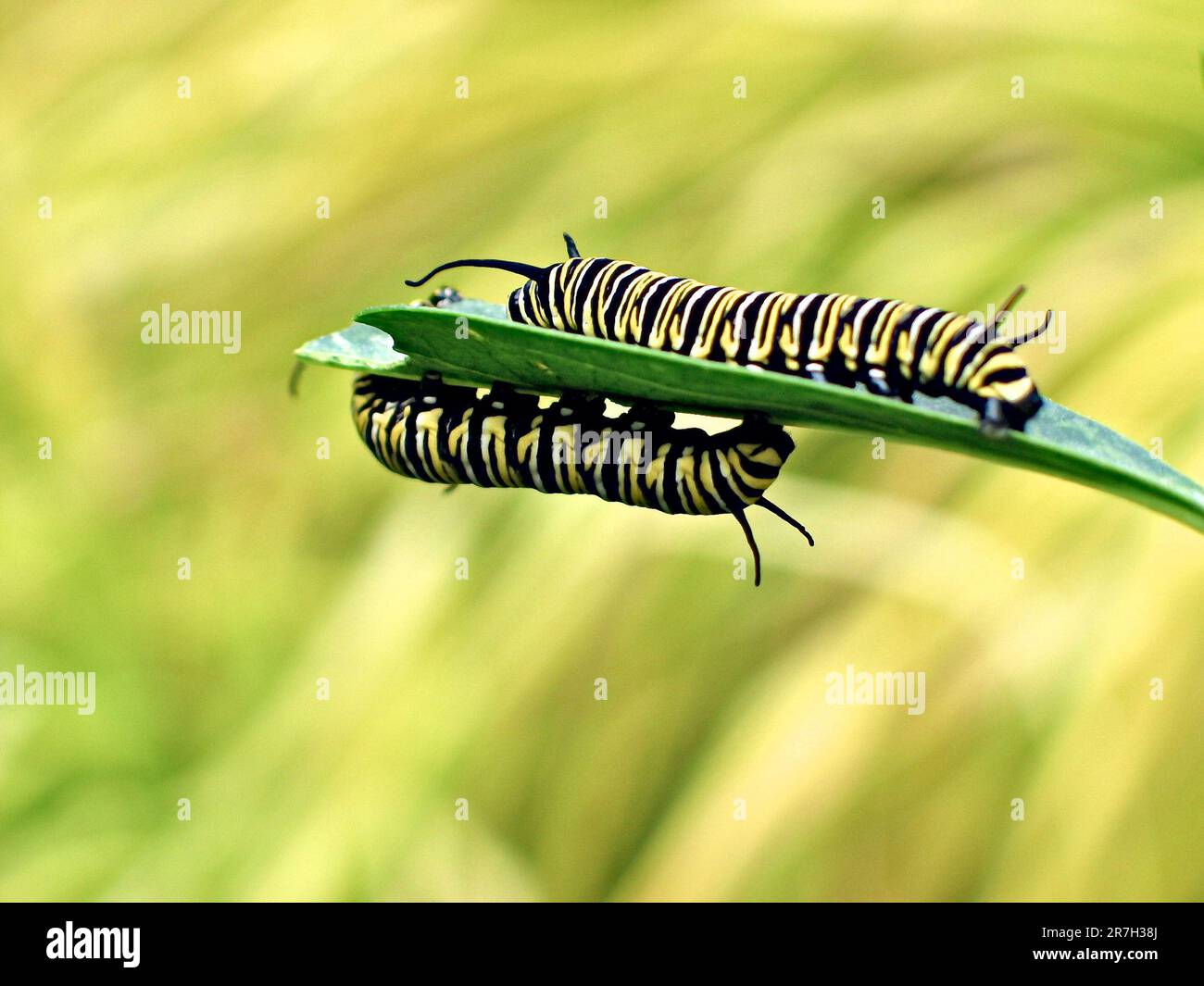 Two monarch butterfly caterpillars (Danaus plexippus) isolated feeding ...
