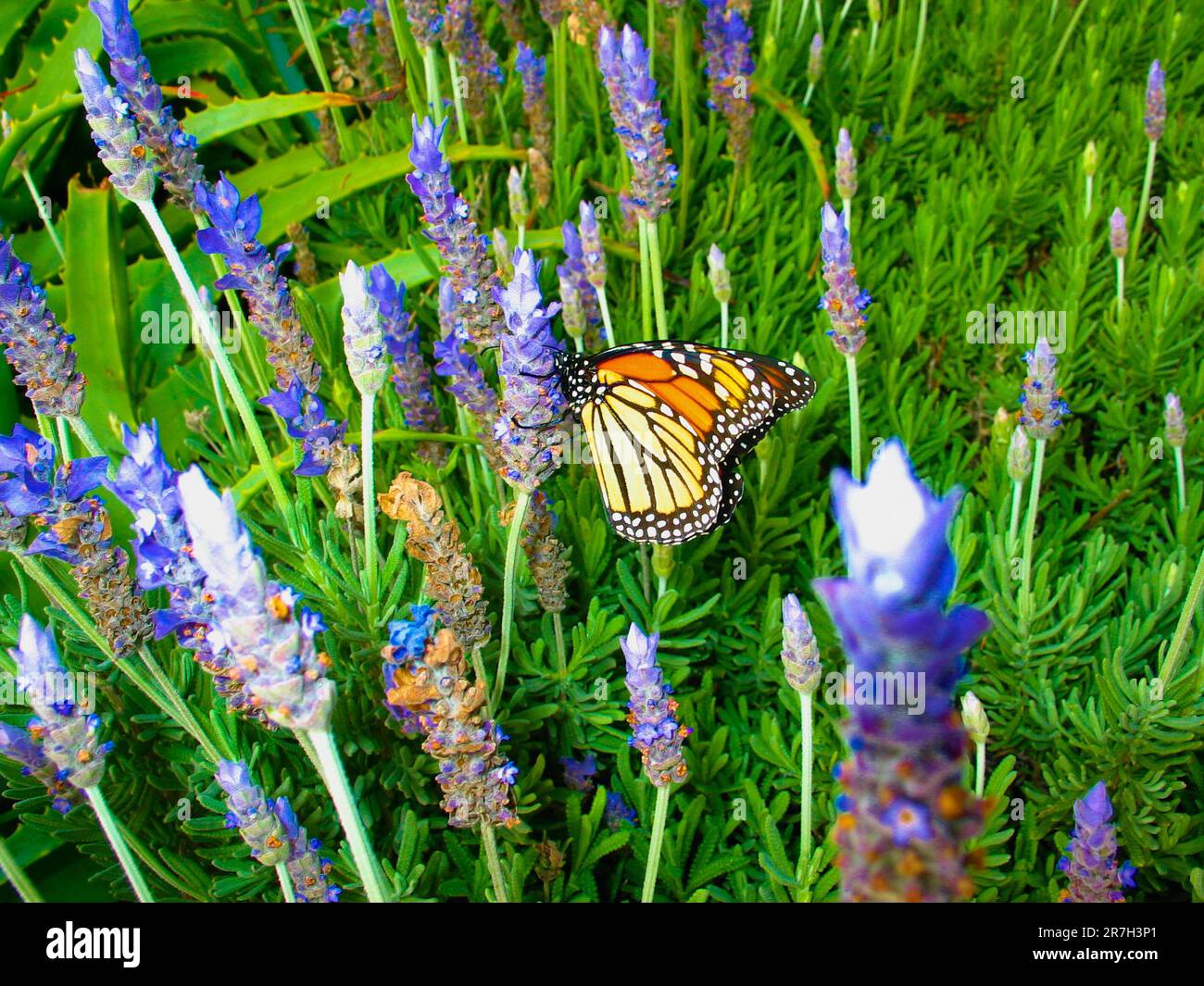 Monarch butterfly (Danaus plexippus) on lavender flowers, folded wings ...