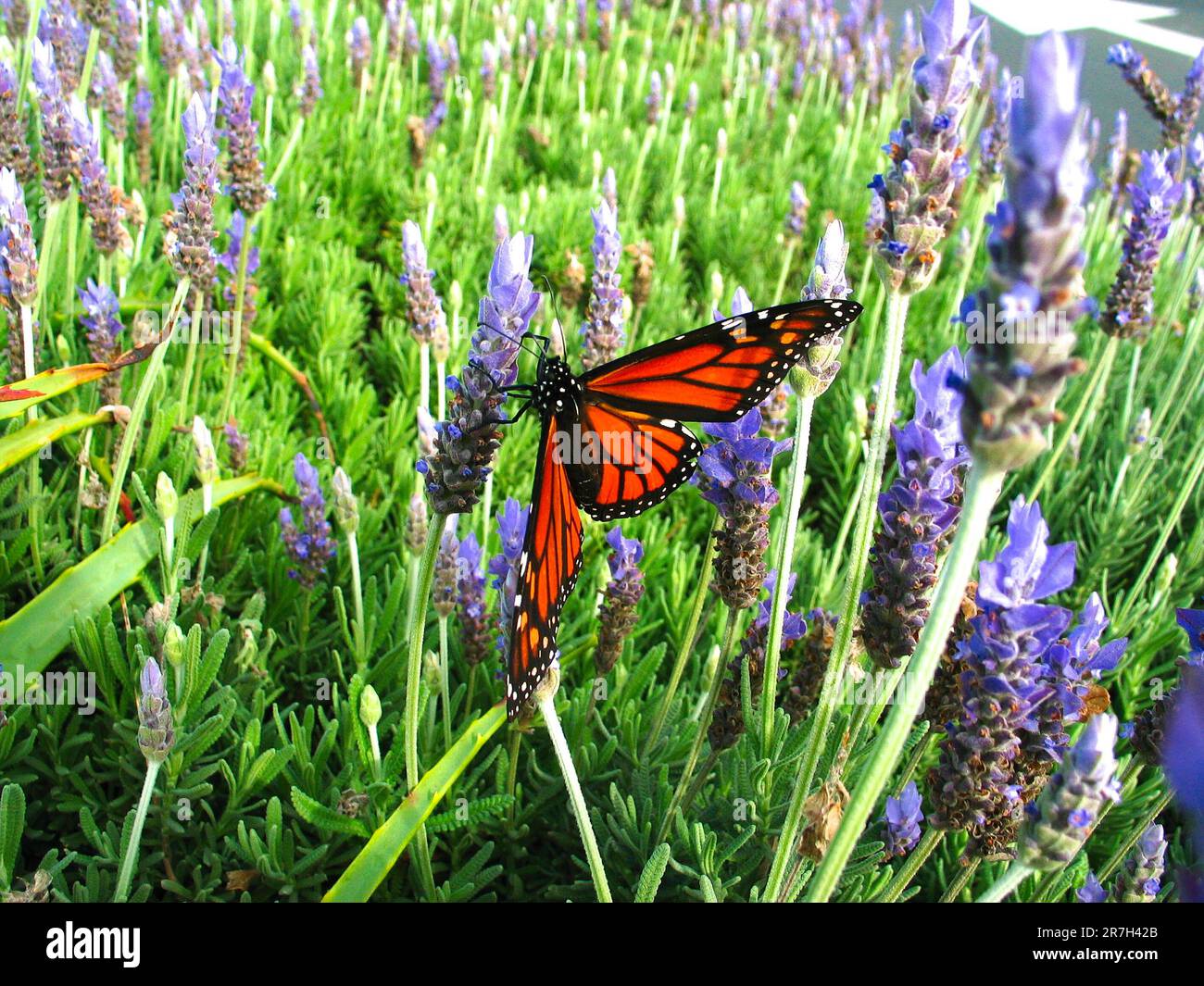 Female monarch butterfly (Danaus plexippus) on lavender flowers Stock ...