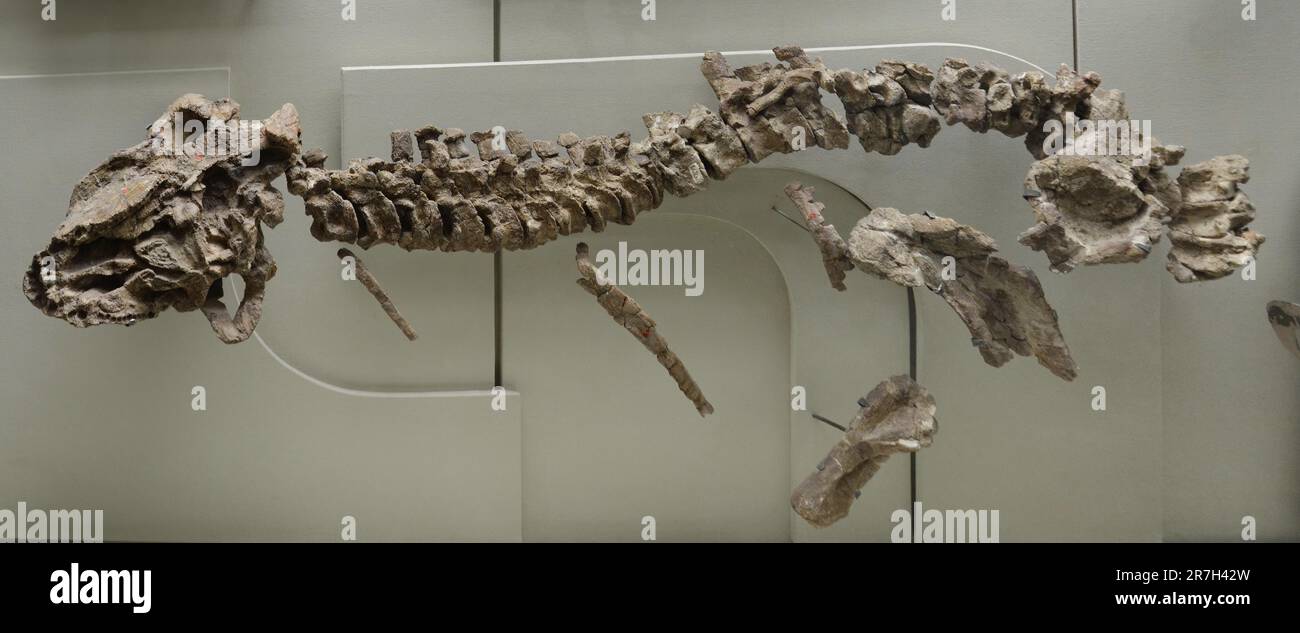 Estemmenosaurus uralansis is a species of dicynodont therapsid that ...