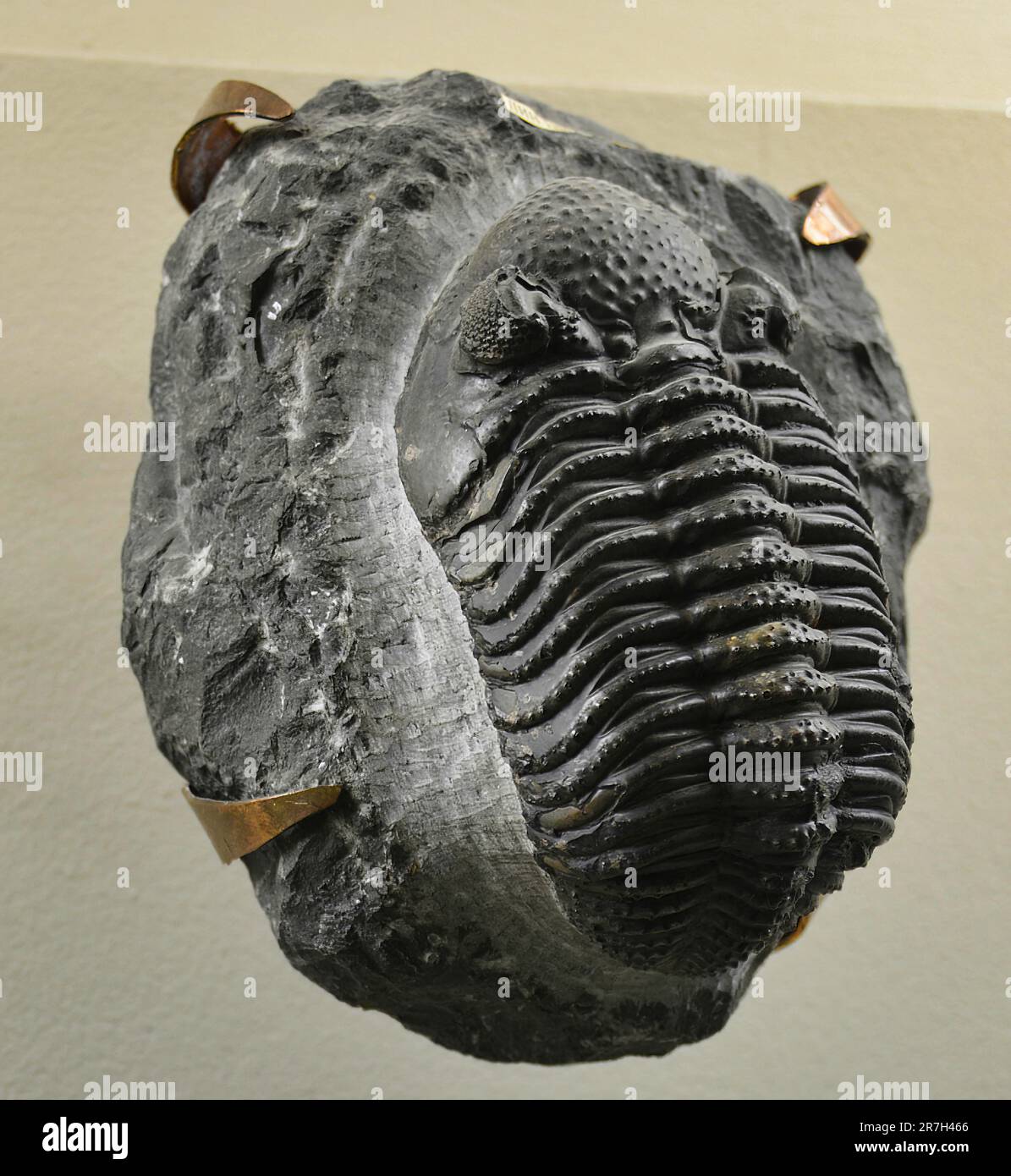 Prehistoric fossils dating back to the Cretaceous period Stock Photo ... Prehistoric fossils dating back to the Cretaceous period Stock Photo ...