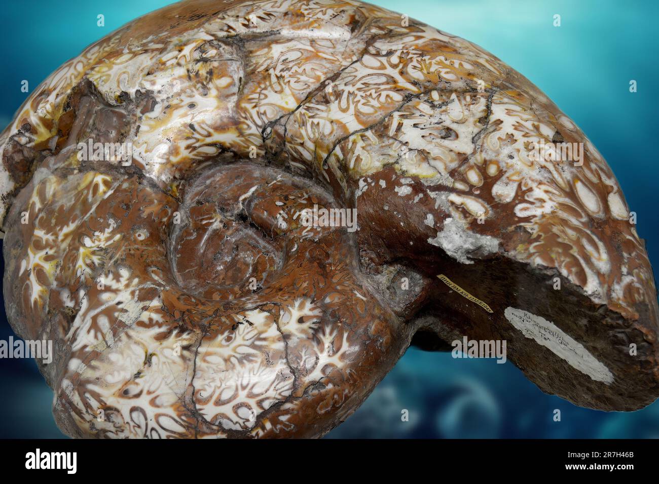 Ammonite fossil back hi-res stock photography and images - Alamy
