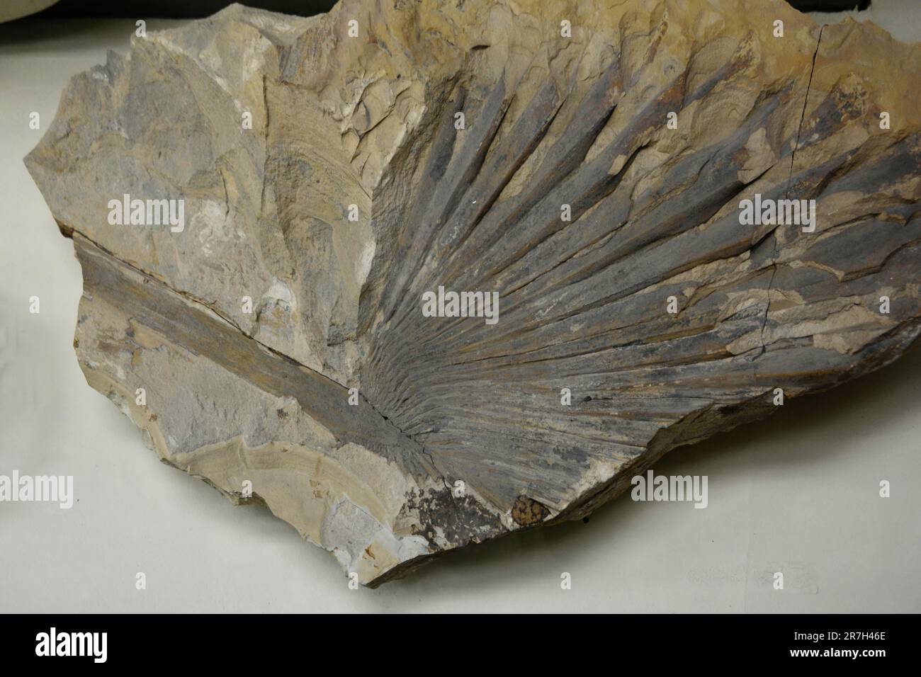 Prehistoric fossils dating back to the Cretaceous period Stock Photo ... Prehistoric fossils dating back to the Cretaceous period Stock Photo ...