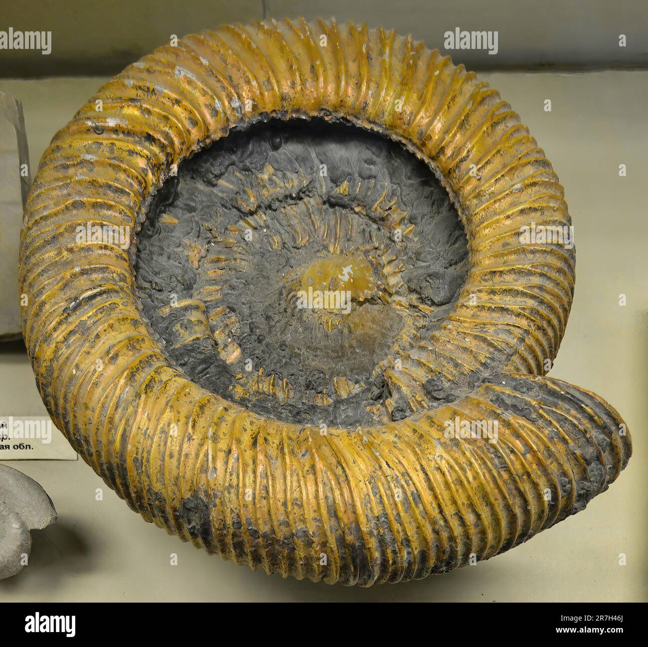 Prehistoric fossils dating back to the Cretaceous period Stock Photo ...