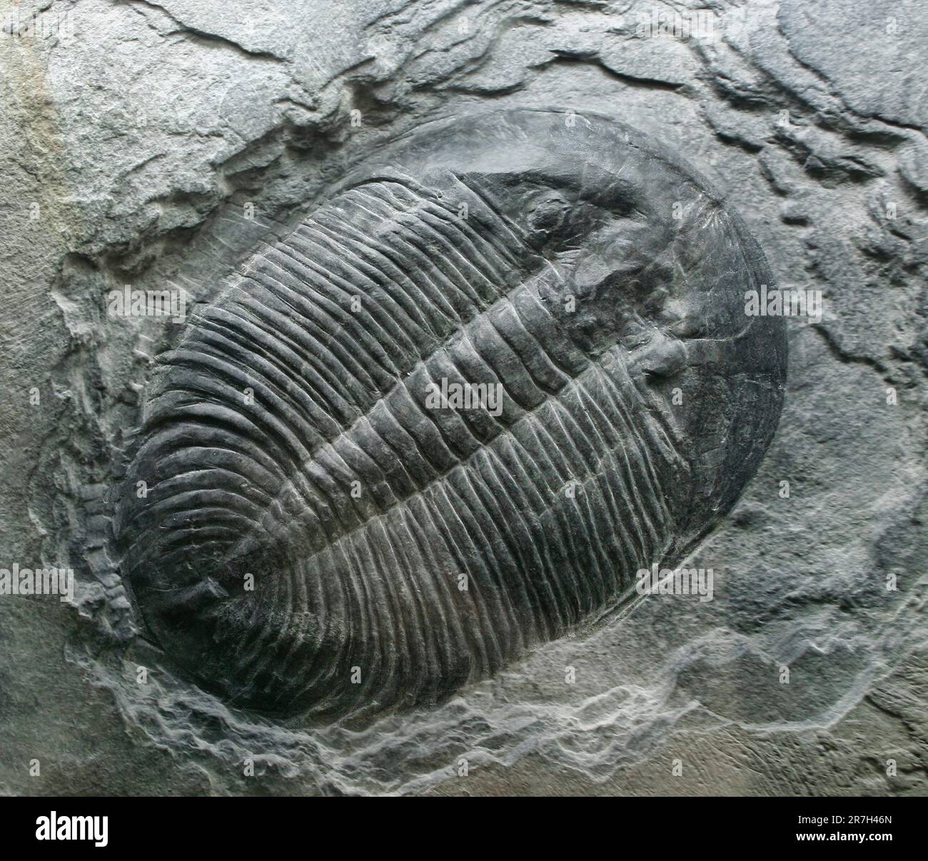 Prehistoric fossils dating back to the Cretaceous period Stock Photo ...