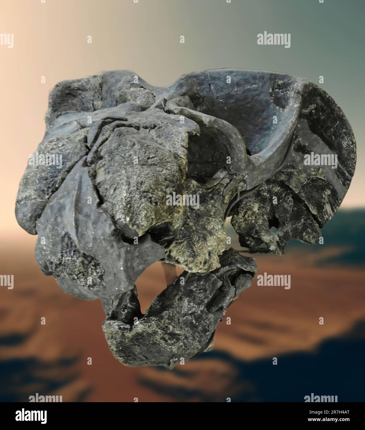 Dicynodonts hi-res stock photography and images - Alamy