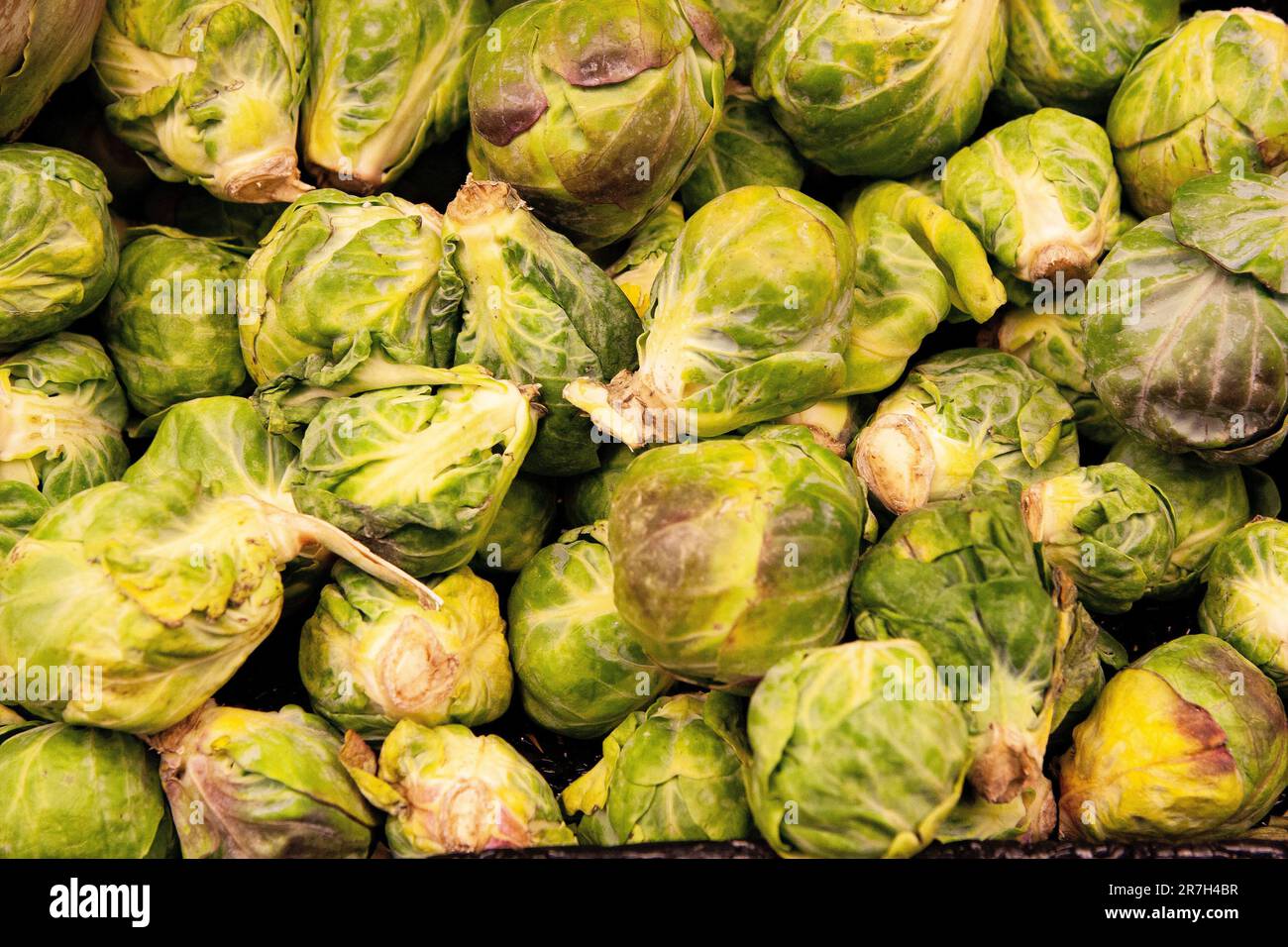 Brussels sprout plants hi-res stock photography and images - Alamy