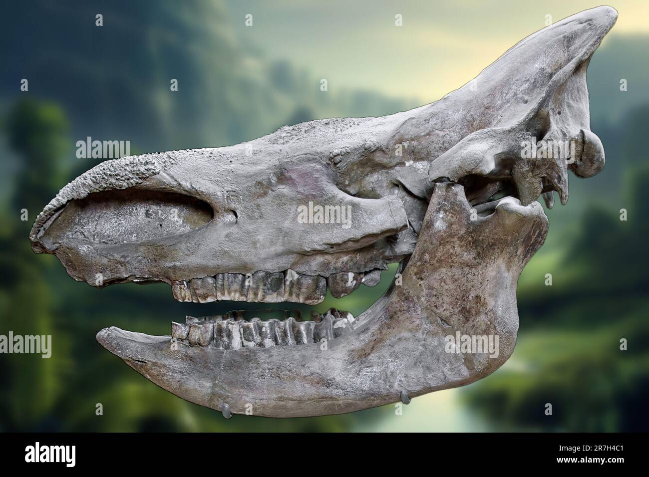 Wooly Rhinoceros Skeleton