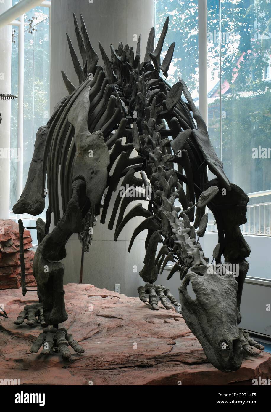 Tuojiangosaurus Multispinus is a species of stegosaurid dinosaur that ...