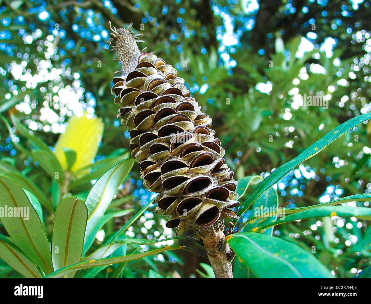 Seedpod of of yellow bottle brush plant (Callistemon) - endemic ...
