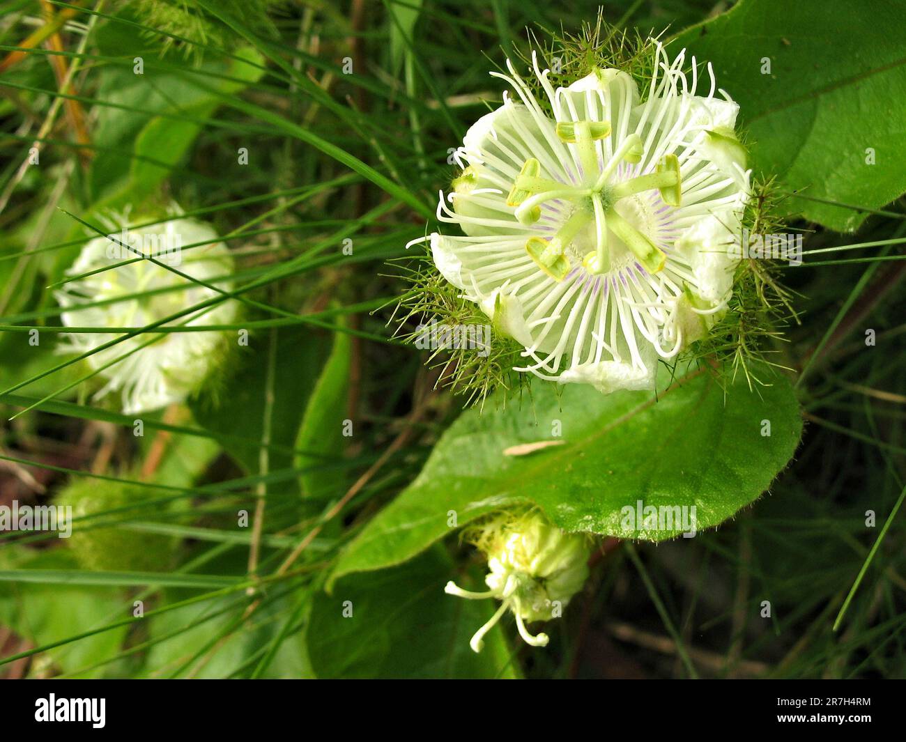 Flowers of Passiflora foetida, vine plant growing wild in northern ...