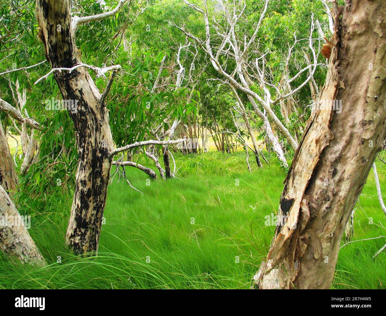 Woodland / grassland landscape of Australian outback, Queensland Stock ...