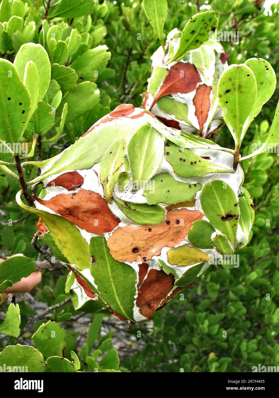 Weaver ants nest building hi-res stock photography and images - Alamy