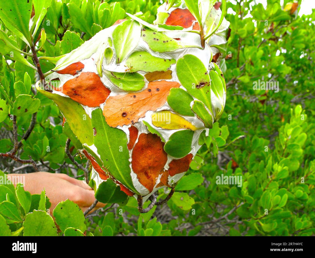 Nest of green weaver ants (Oecophylla), Queensland, Australia Stock ...
