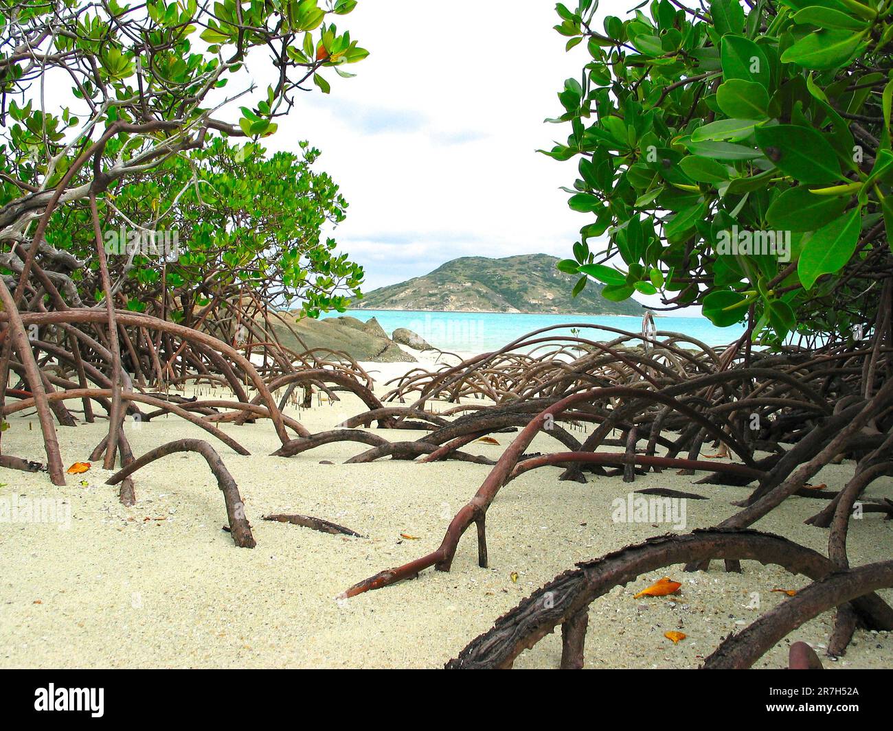 Mangroves on beach in Torres Strait, Australia Stock Photo - Alamy