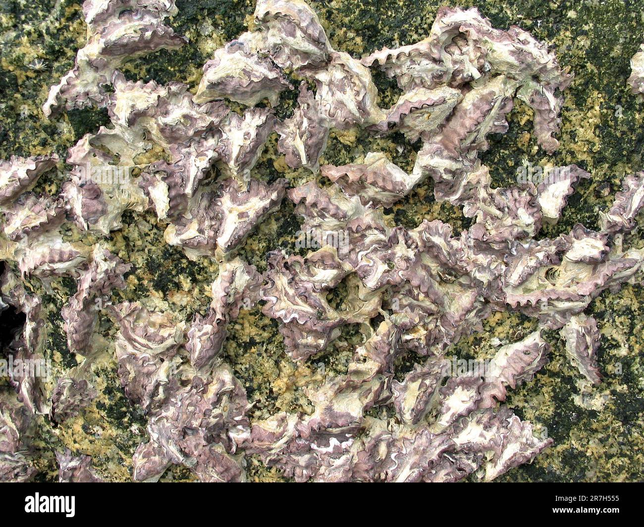 Living clams on tidal rocks in northern Australia Stock Photo - Alamy