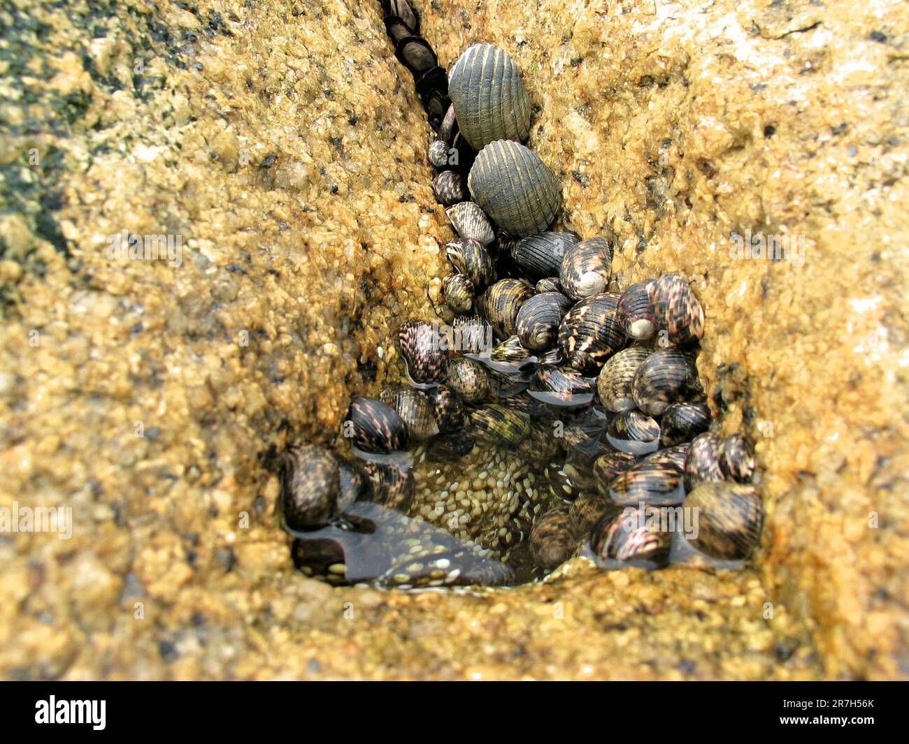 Small seasnails, molluscs on tidal rocks in northern Australia Stock Photo - Alamy