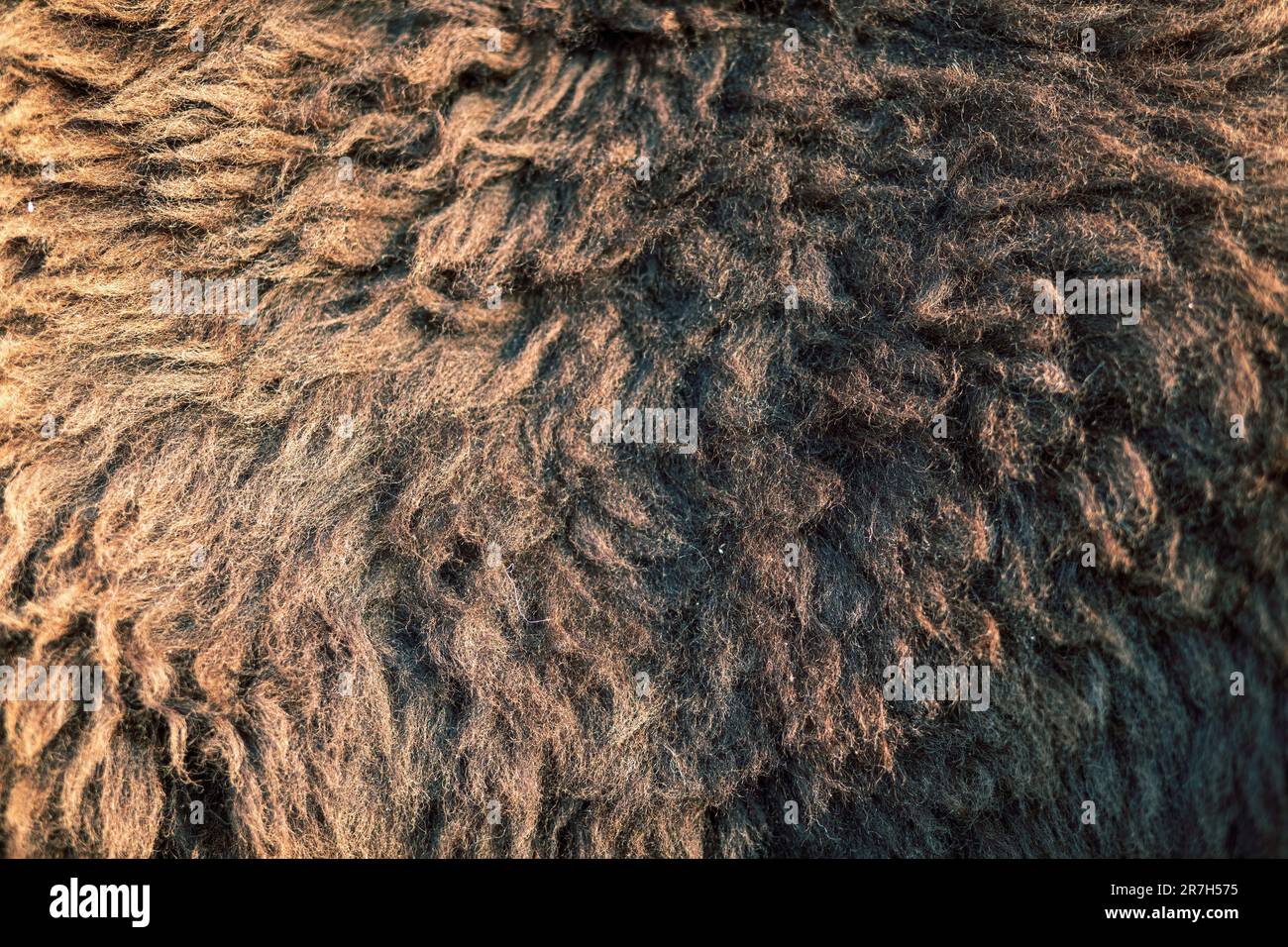 Sheep skin structure.Close up of sheep fur. High quality photo Stock ...