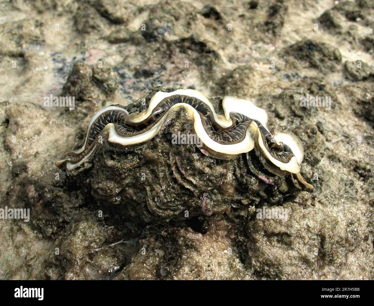 Giant clams during ebb on tidal rocks in northern Australia Stock Photo ...