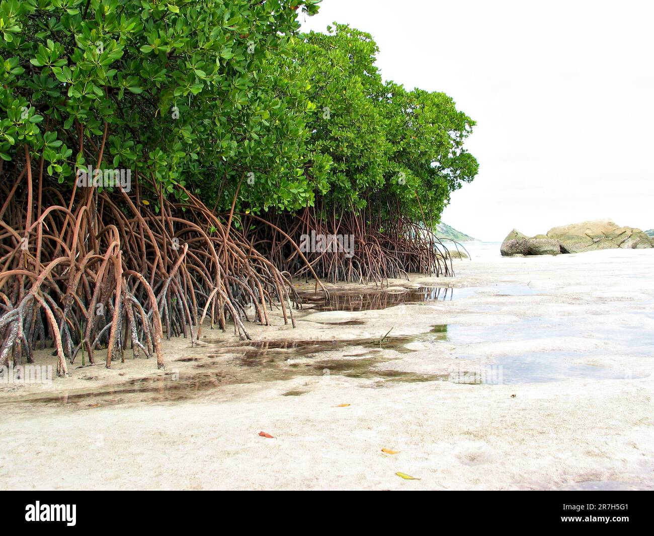 Roots of mangroves on beach in Torres Strait, Australia Stock Photo - Alamy