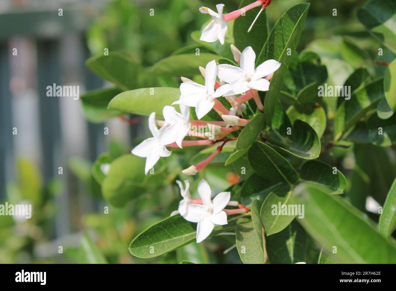Mango yawn lemon boo flower hi-res stock photography and images - Alamy