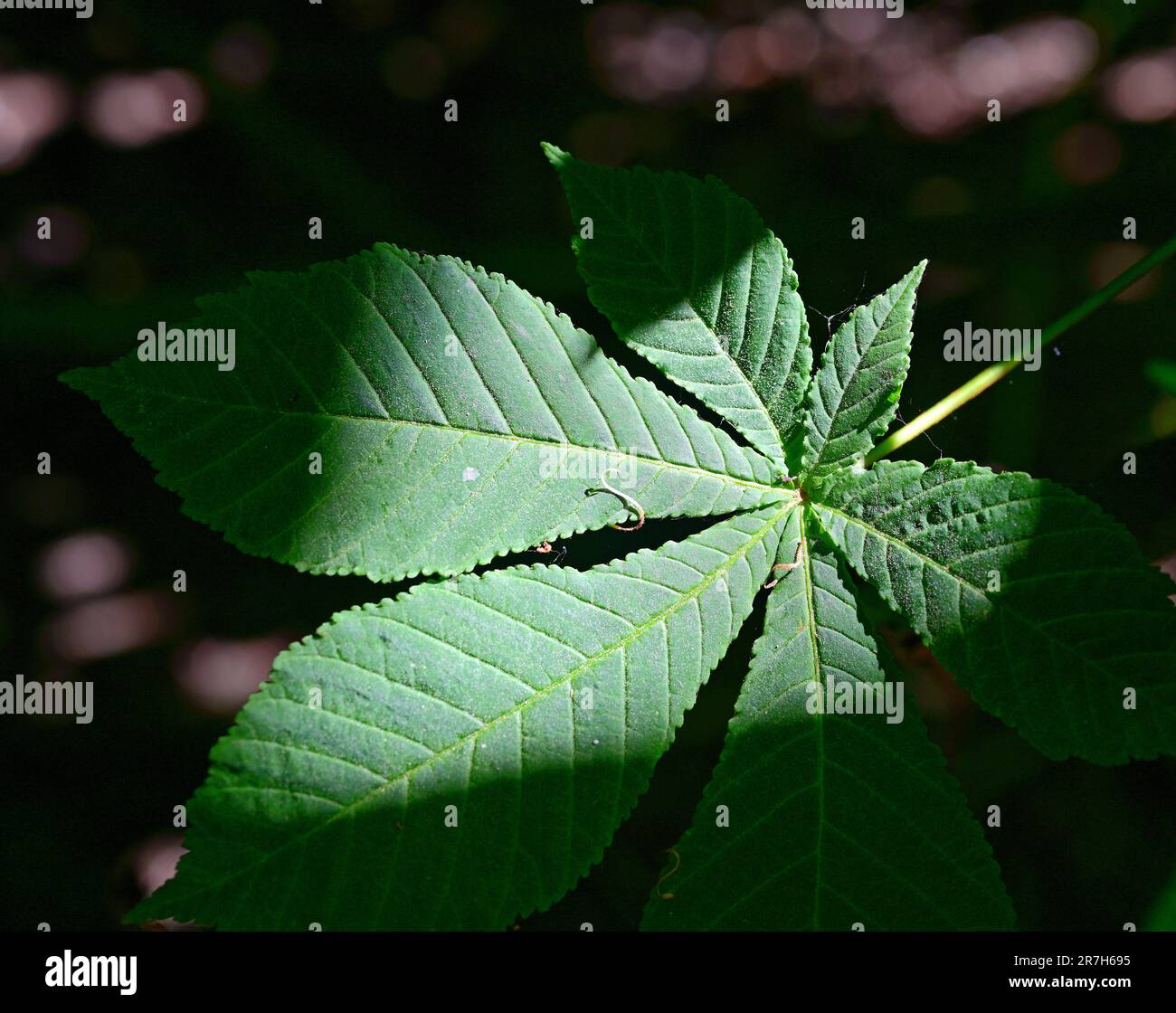 Broad leafed tree leaves caught in shadow and a shaft of sunlight Stock ...