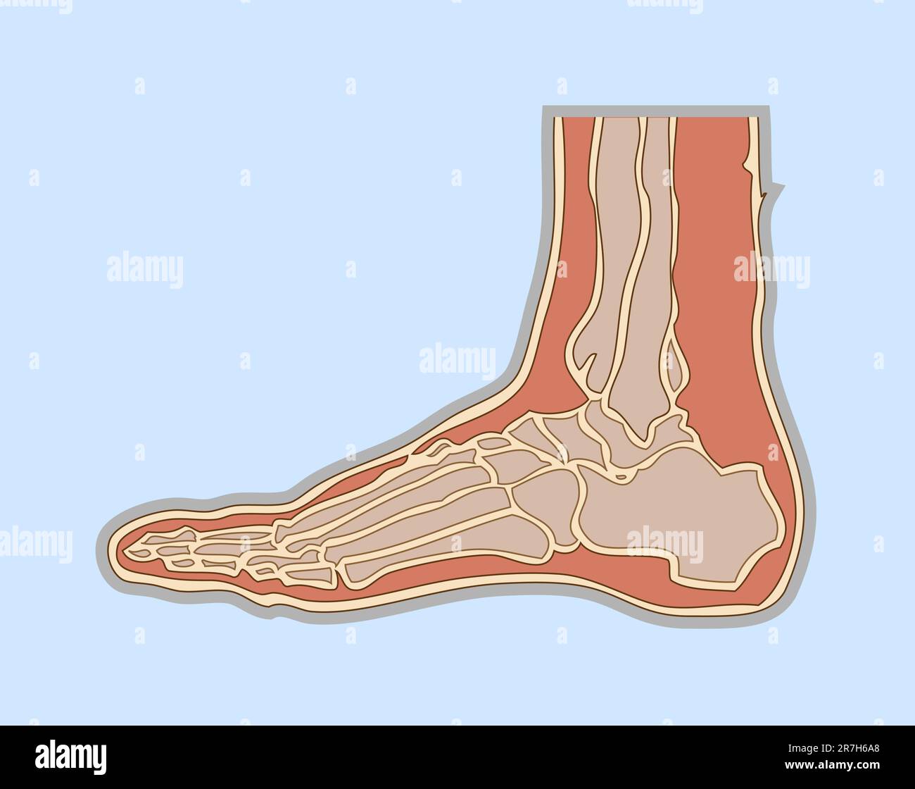 medical illustration human foot Stock Vector Image & Art - Alamy