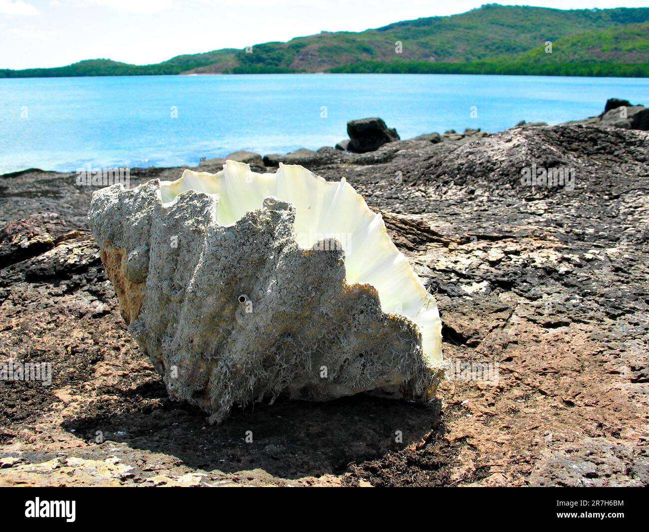 Great clam shell on a rock, Mount Adolphus Island, Australia Stock ...