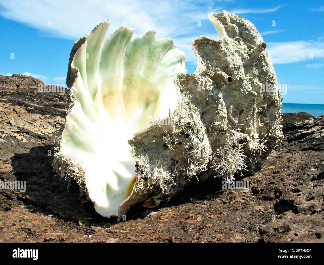Great clam shell on a rock, Mount Adolphus Island, Australia Stock ...