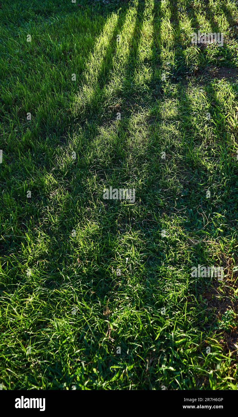 Shadow of the fence on green grass background, Sunlight, and shadow of ...
