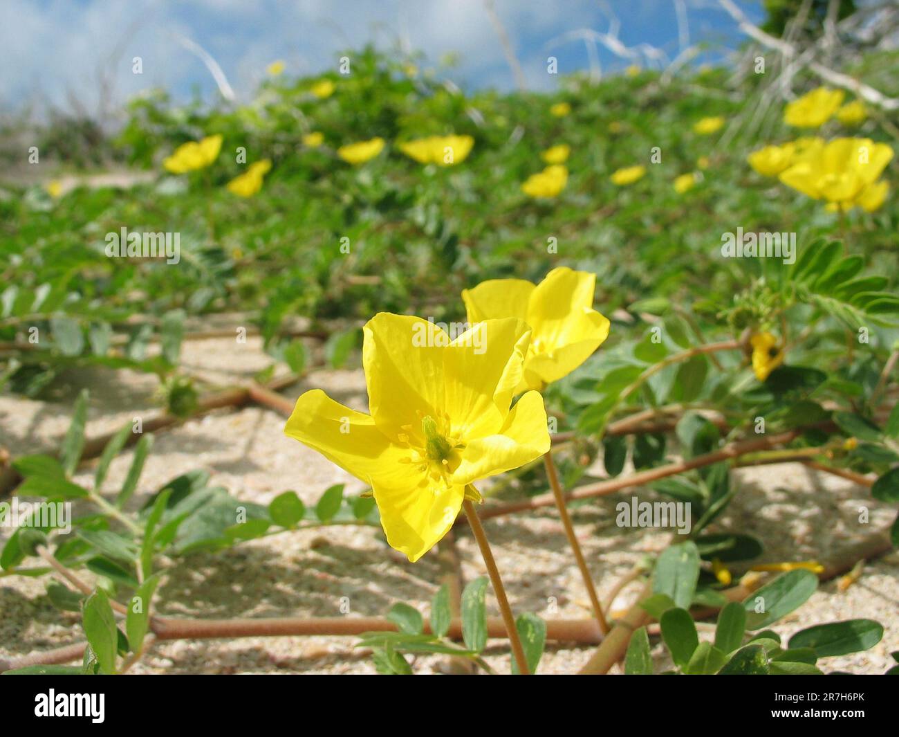 Caltrop flower on Australian beach (Tribulus terrestris L. ), native ...