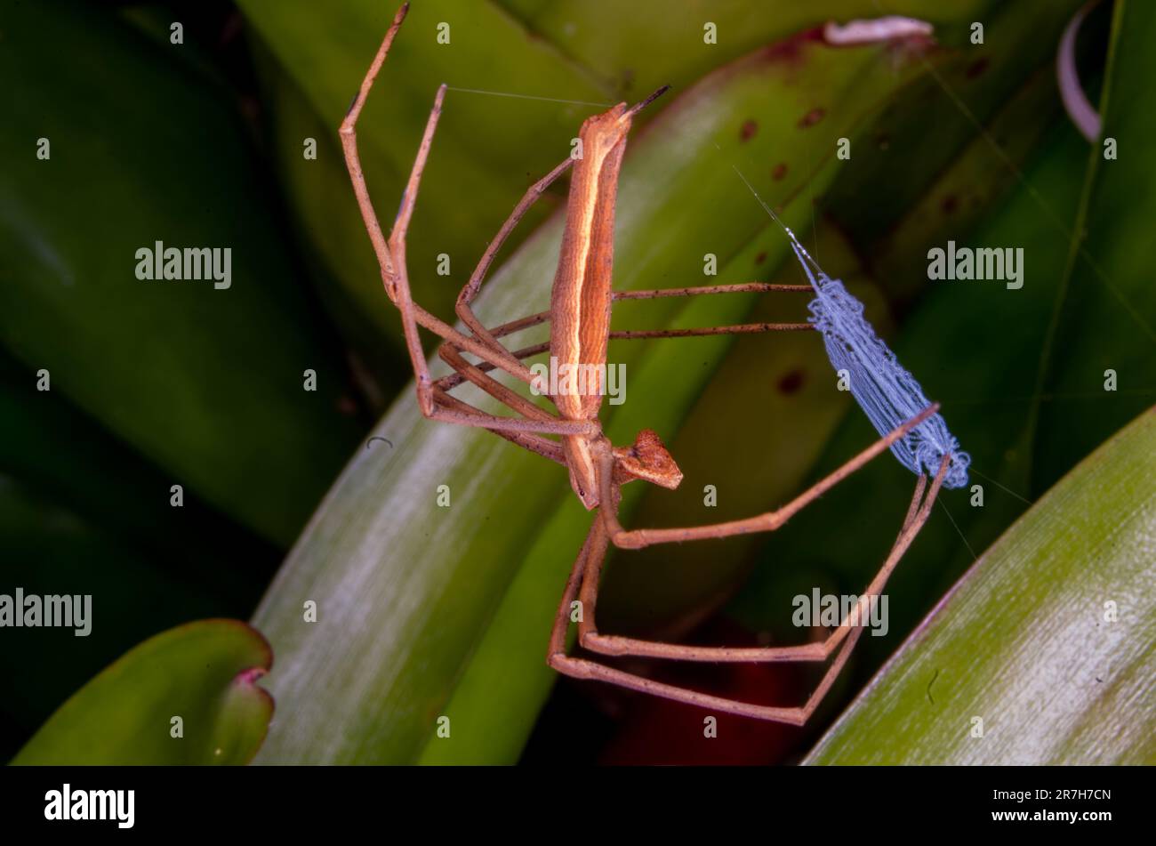 Net casting spider hi-res stock photography and images - Alamy