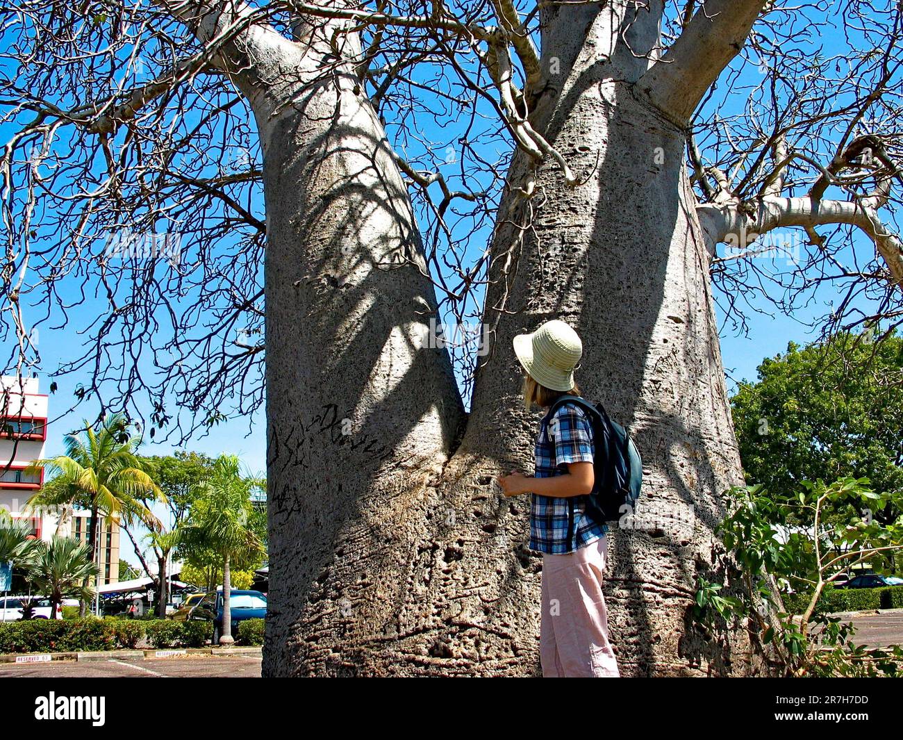 Flowering cycad plant (Cycas), Darwin, Australia Stock Photo - Alamy