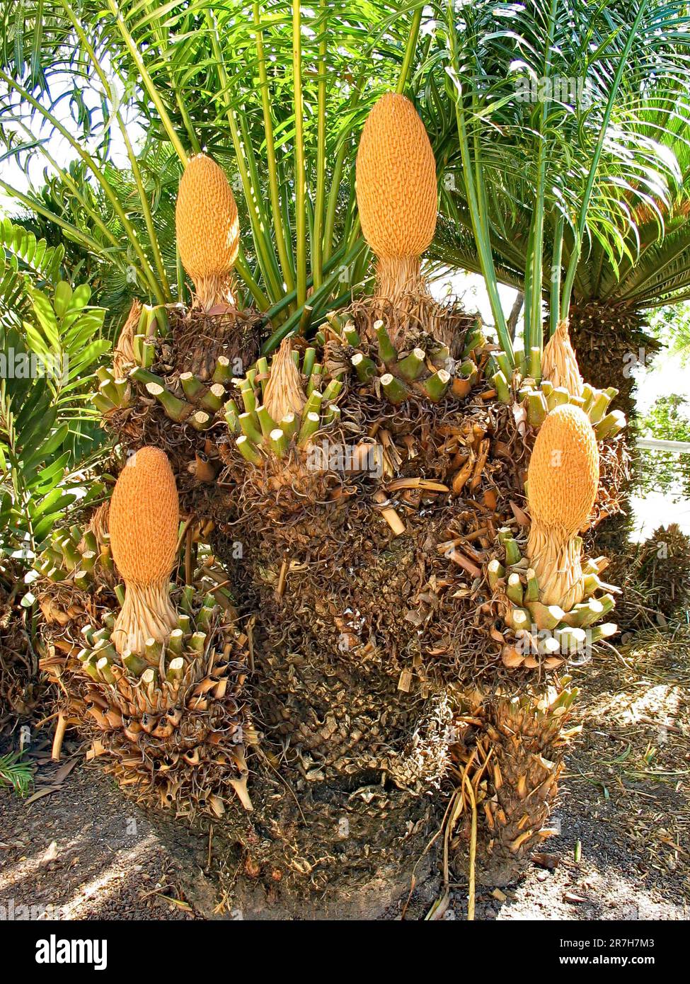 Flowering cycad plant (Cycas), Darwin, Australia Stock Photo - Alamy