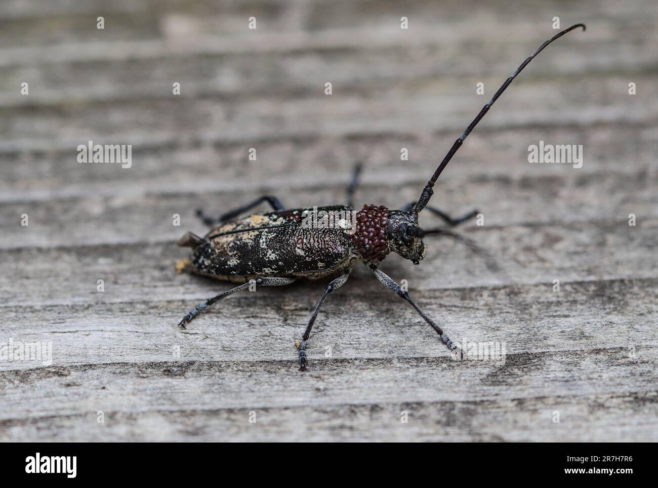 White Spotted Sawyer Beetle with Red Mite Infestation on Neck Stock ...