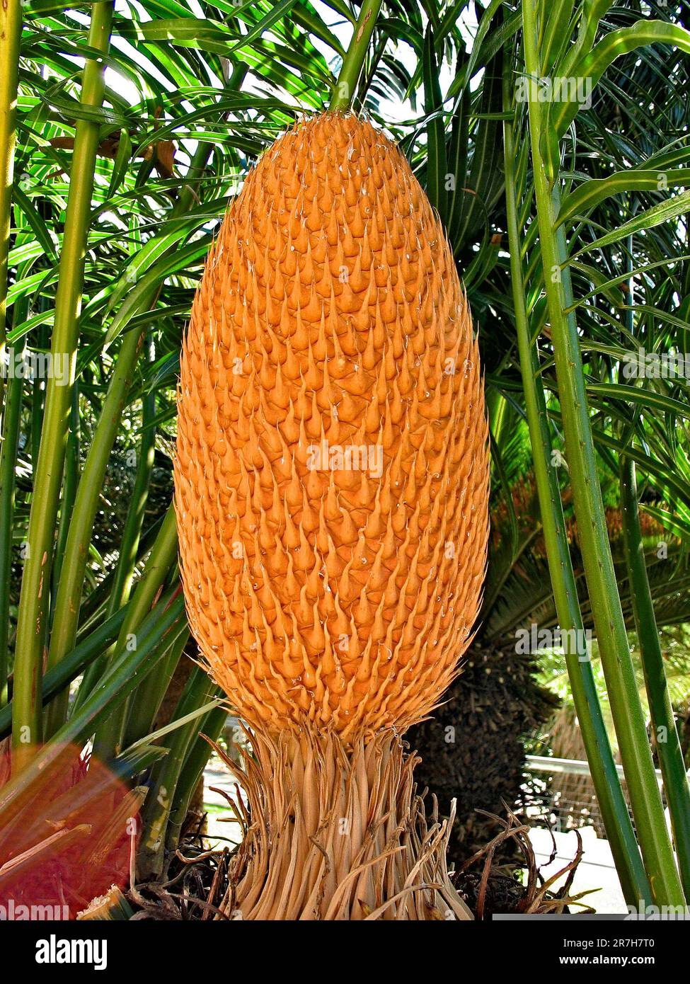 Huge flower of a cycad plant (Cycas), Darwin, Australia Stock Photo - Alamy