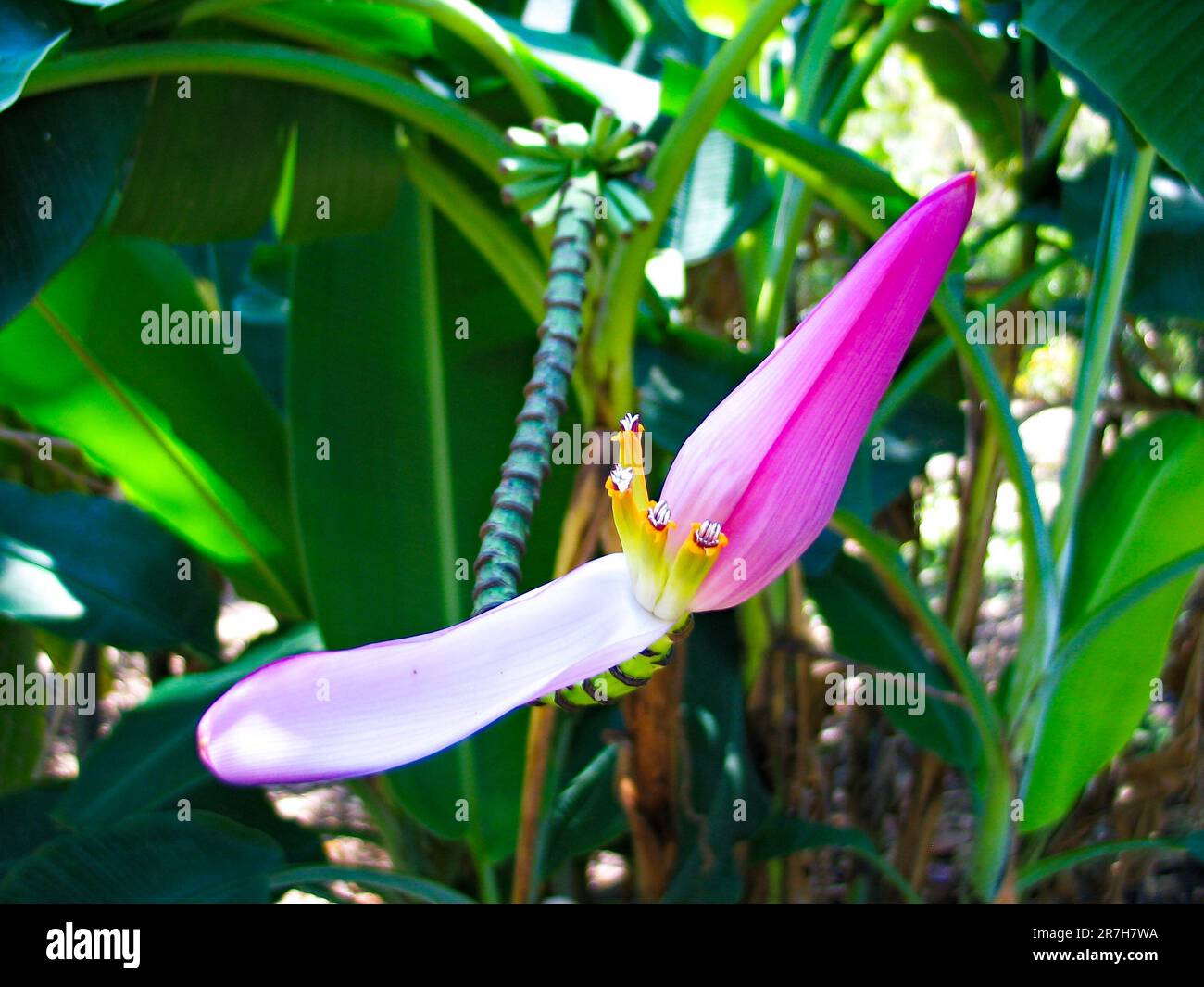 Flower of wild banana plant (Musa Stock Photo - Alamy