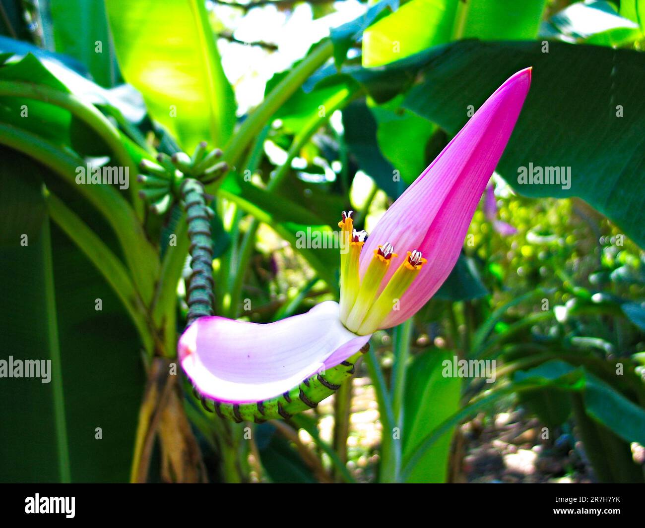 Flowering plantain plant (Musa), Australian outback Stock Photo - Alamy