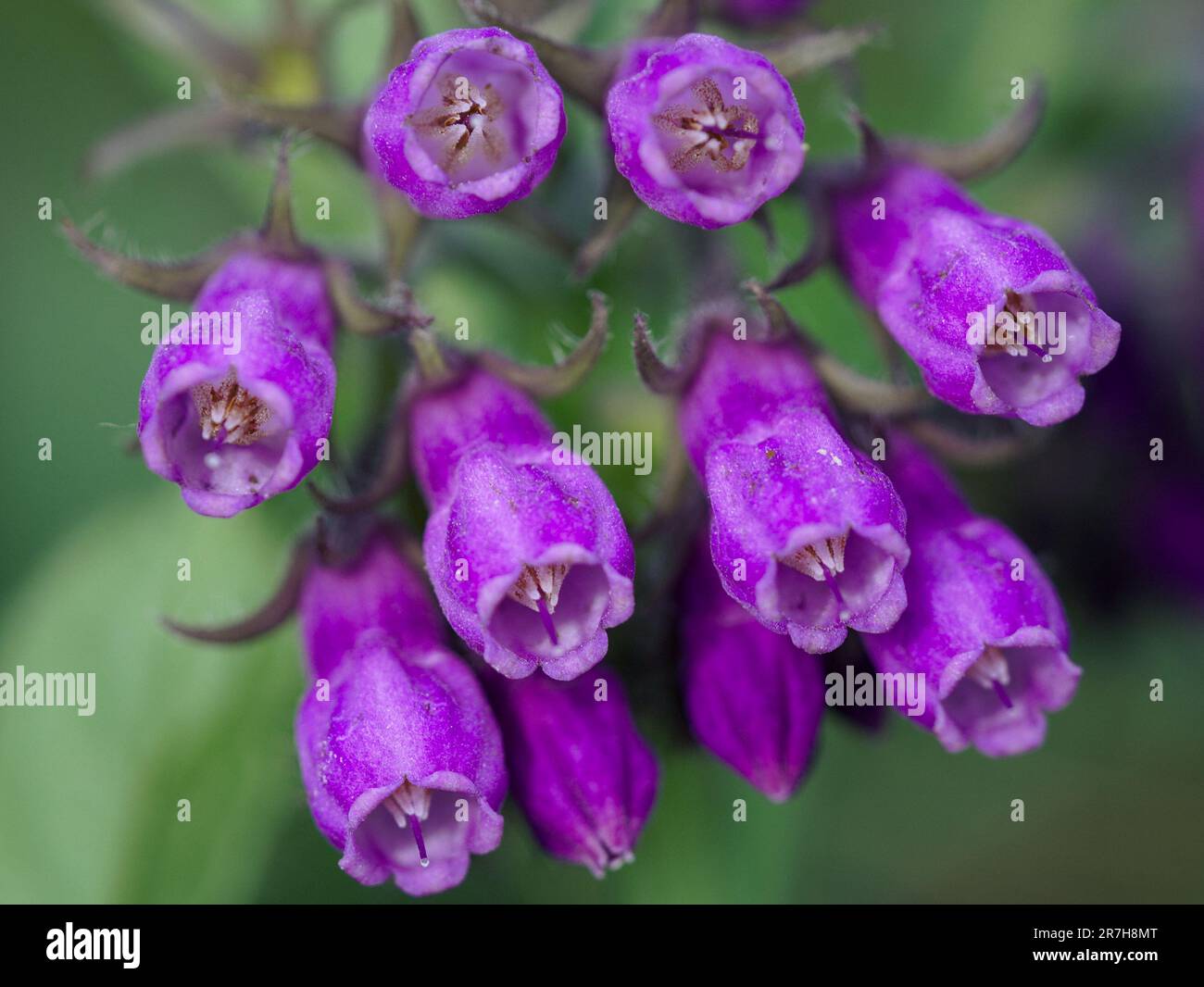 Beautiful Purple Comfrey Flower Bunch Close-up Stock Photo - Alamy